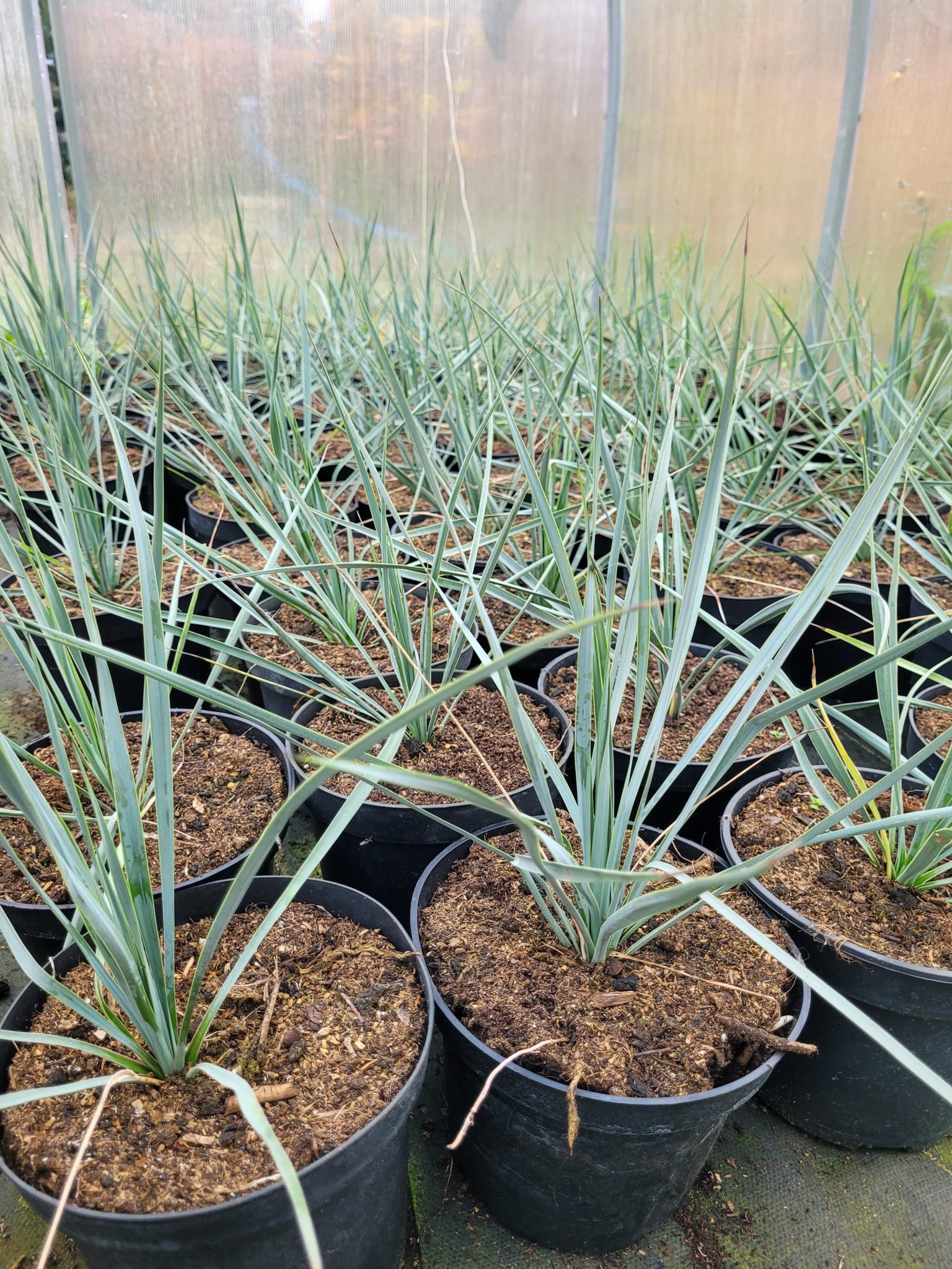 Juka 'Rostrata' - Szkółka roślin ozdobnych - Dybciak Łuków
