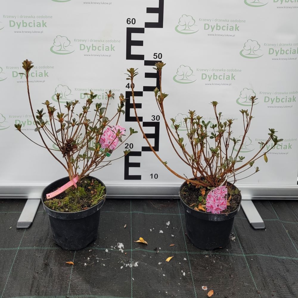 Azalia japońska 'Kermesina Rosé' - Szkółka roślin ozdobnych - Dybciak ...