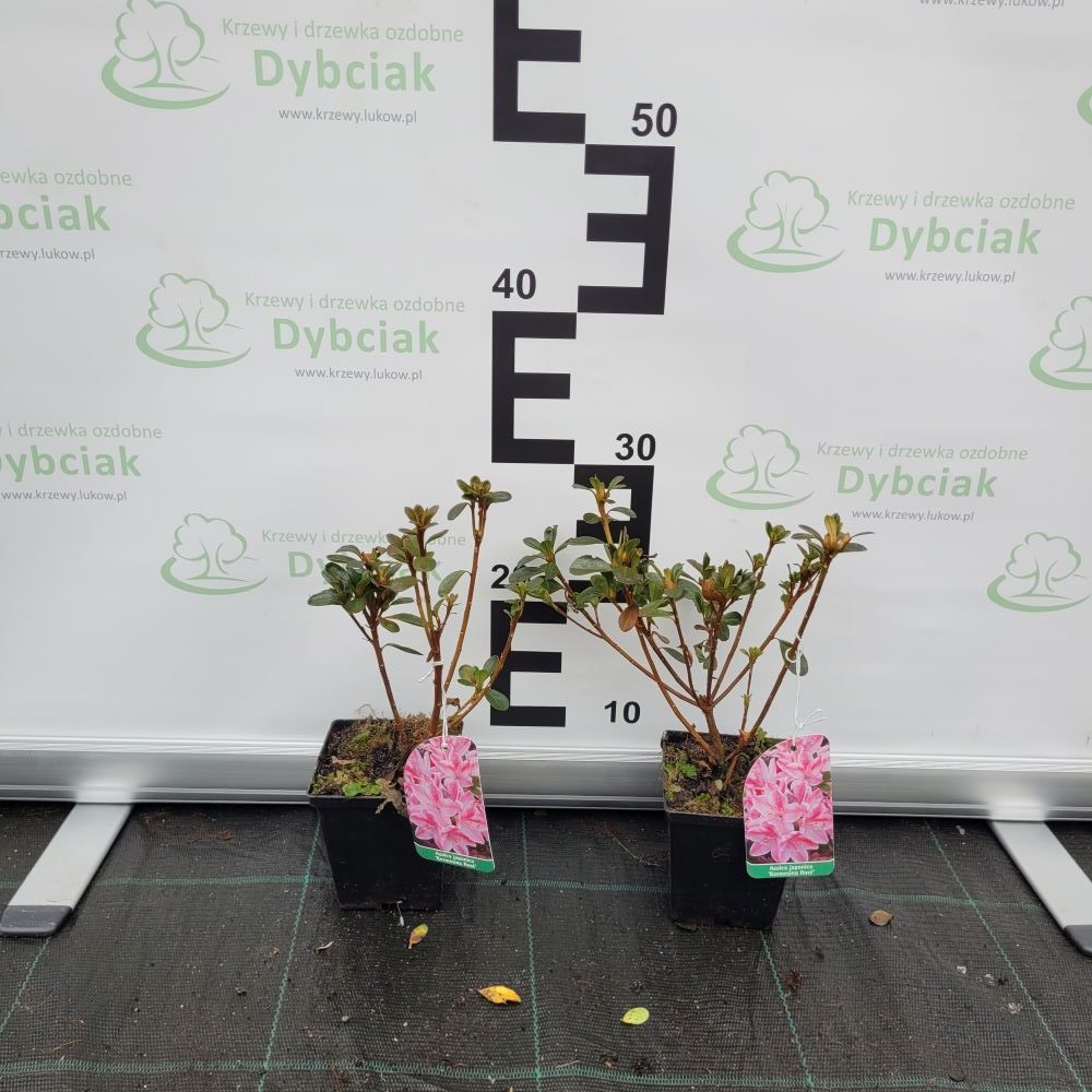 Azalia japońska 'Kermesina Rosé' - Szkółka roślin ozdobnych - Dybciak ...