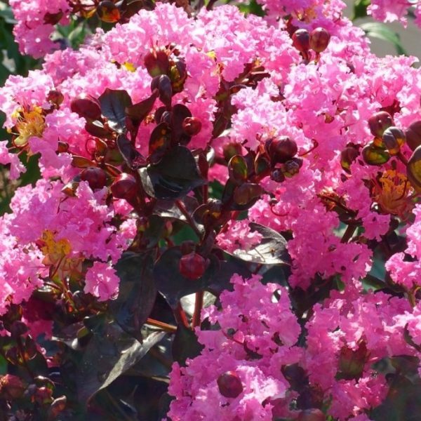 Lagerstroemia indica 'Rhapsody in Pink | Szkółka roślin ozdobnych ...