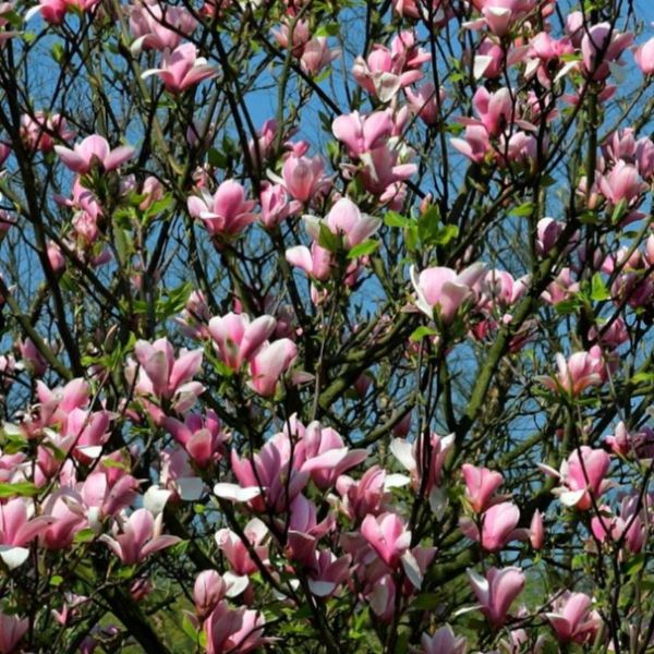 Magnolia 'Ricki' - Szkółka roślin ozdobnych - Dybciak - Łuków