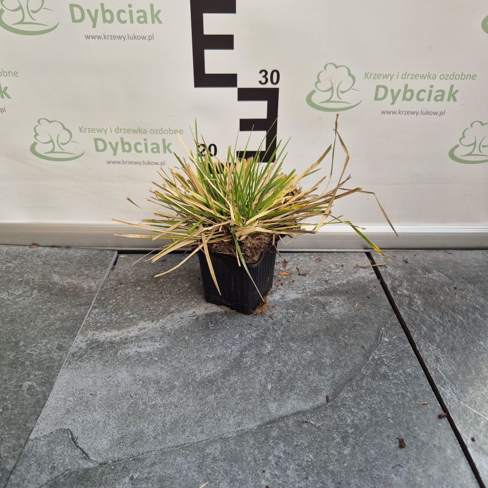 Śmiałek darniowy 'Goldtau’ | Szkółka roślin ozdobnych - Dybciak - Łuków